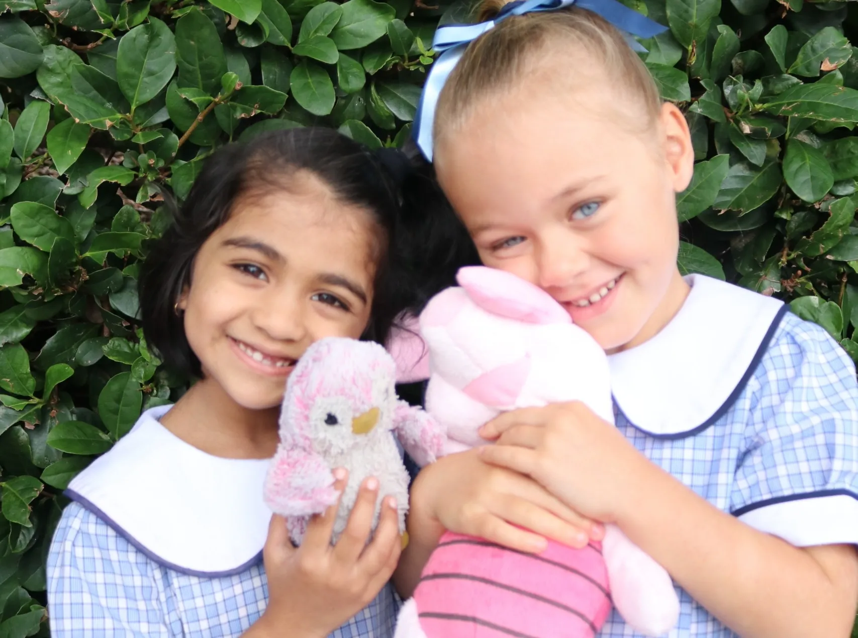 Teddy Bears Picnic - The Illawarra Grammar School